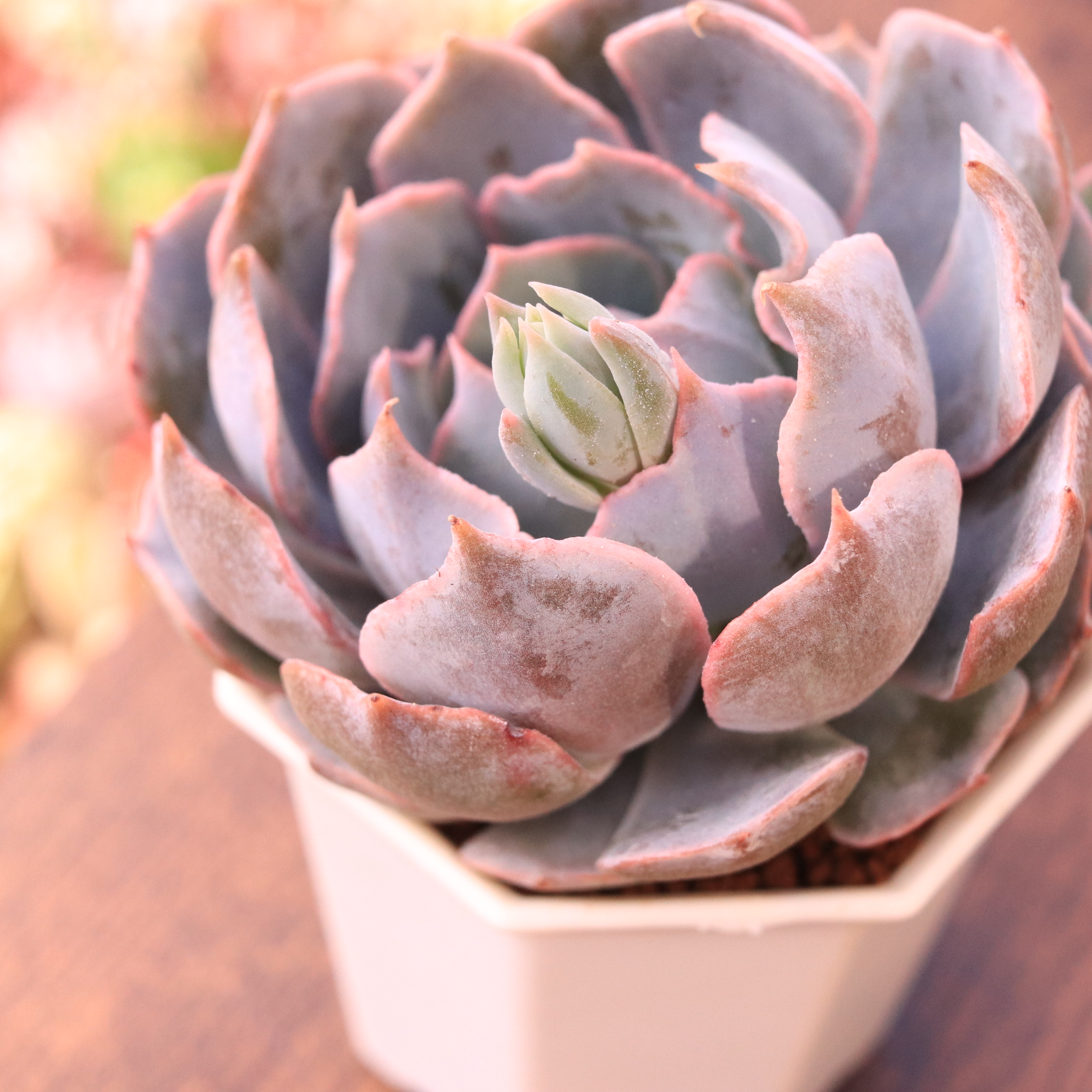 ラブリー | E-TANIKU（イータニク）