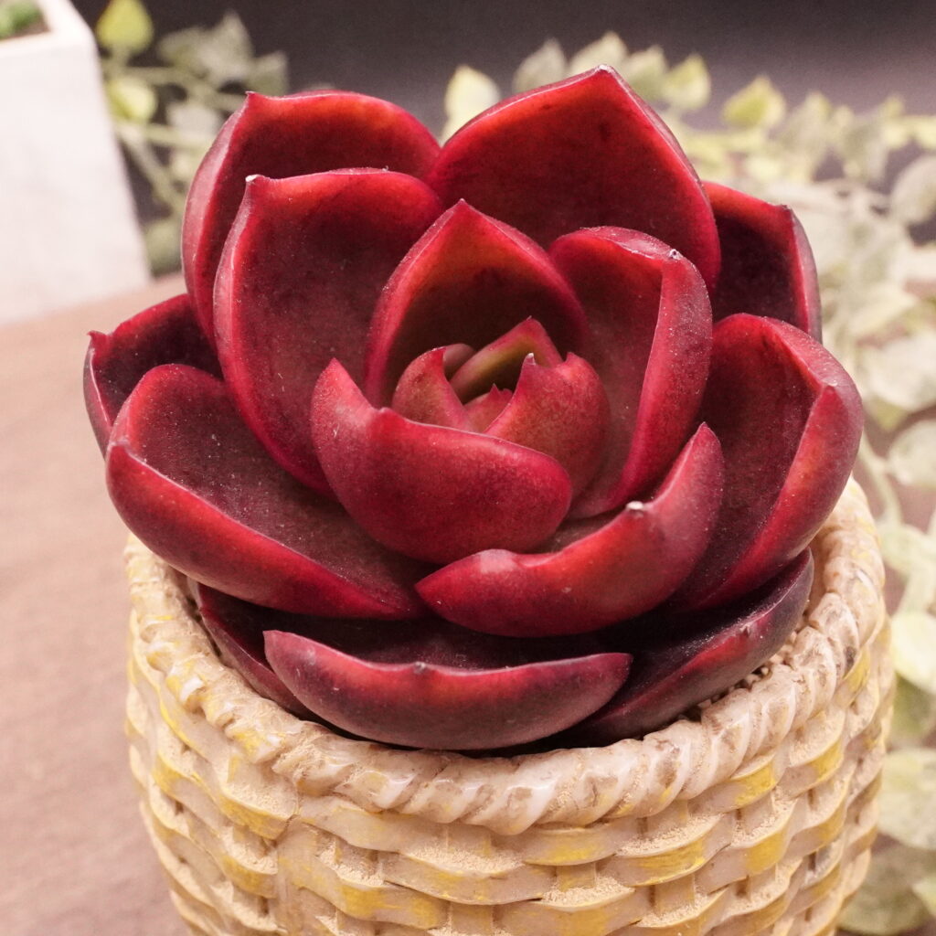 E-TANIKU（イータニク）