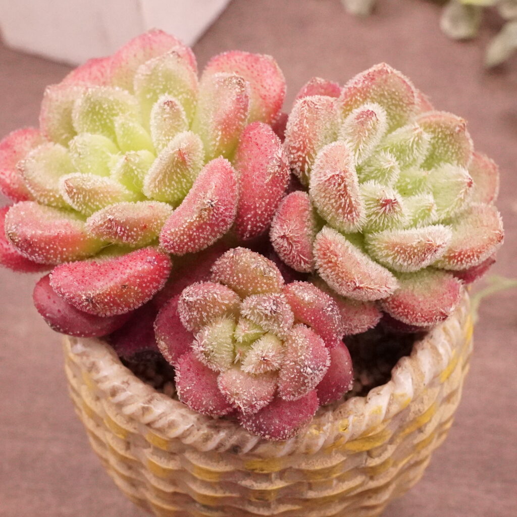 E-TANIKU（イータニク）